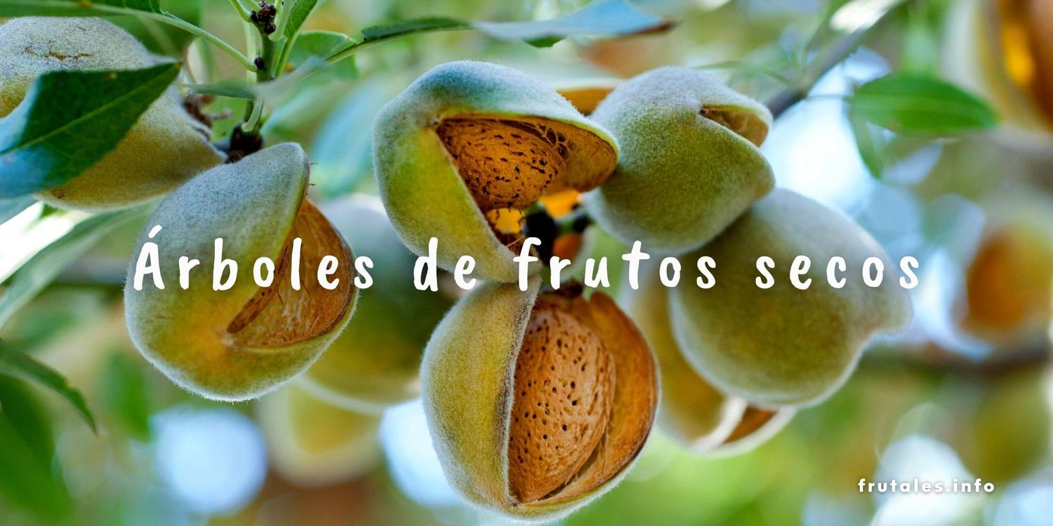 Árboles que producen frutos secos y sus usos - MasPlantillas