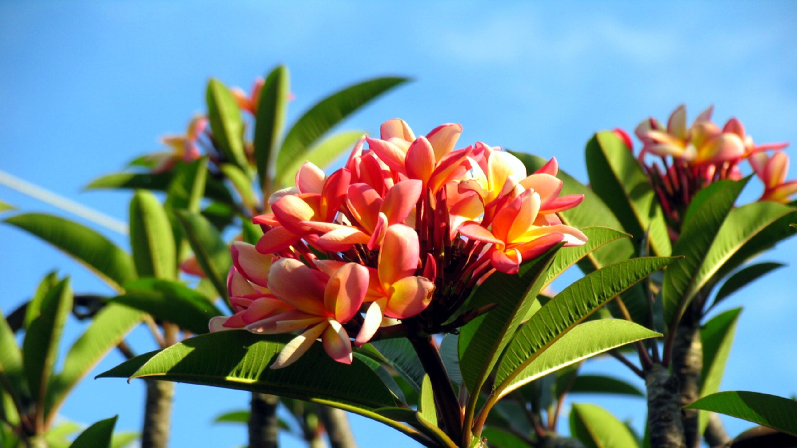 Flores nativas de América Latina y su importancia - MasPlantillas
