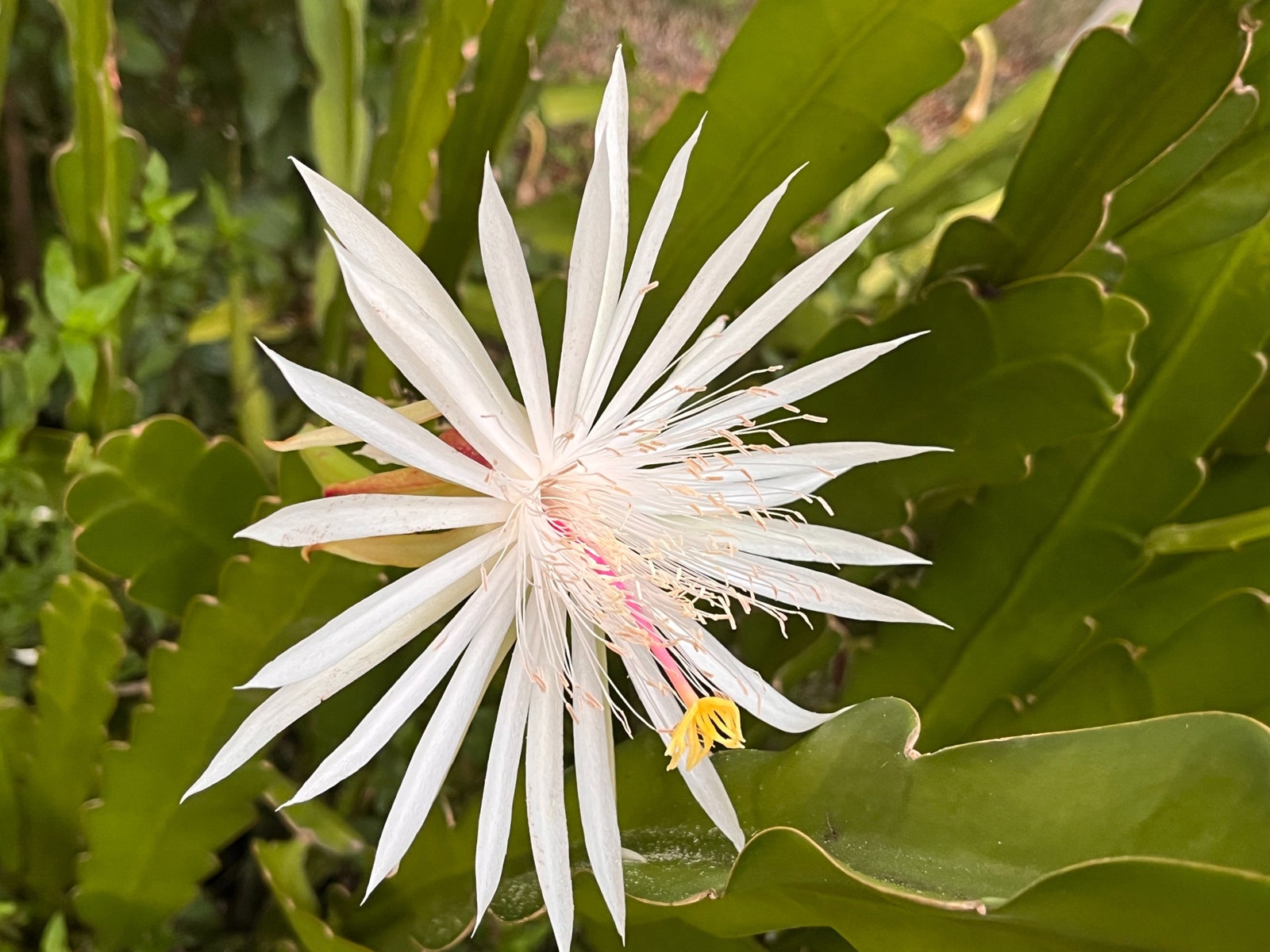 flor o fruto con k - MasPlantillas