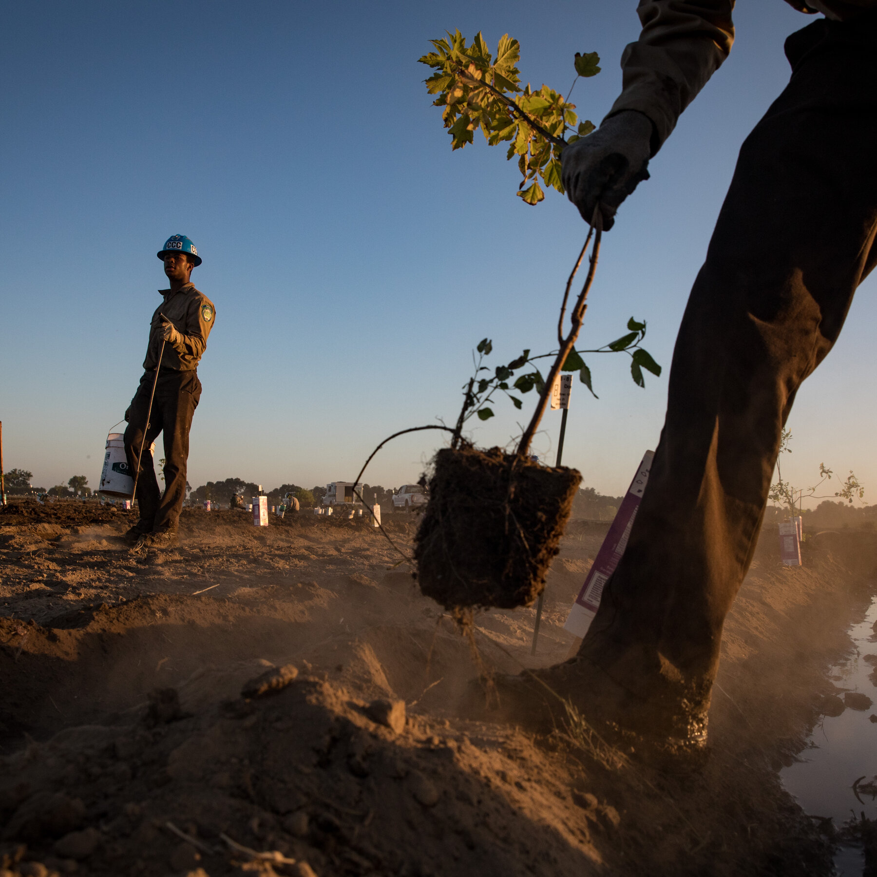 El uso de árboles en proyectos de reforestación - MasPlantillas