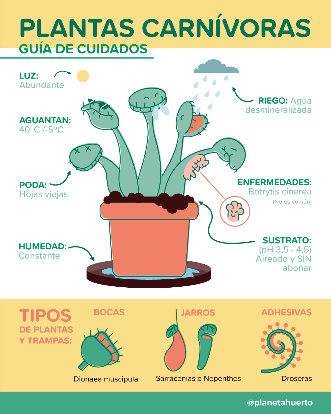 Plantas carnívoras: tipos y cuidados básicos - MasPlantillas